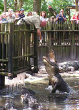 St. Augustine Alligator Farm History and Information