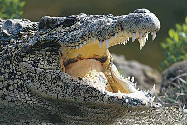 Miami Seaquarium Discount Tickets